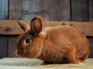 12 Adorable Rabbit Colors & Patterns (With Pictures) | Hepper Pet Resources