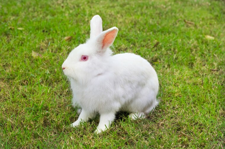New Zealand Rabbit: Breed Info, Pictures, Temperament & Traits | Hepper ...