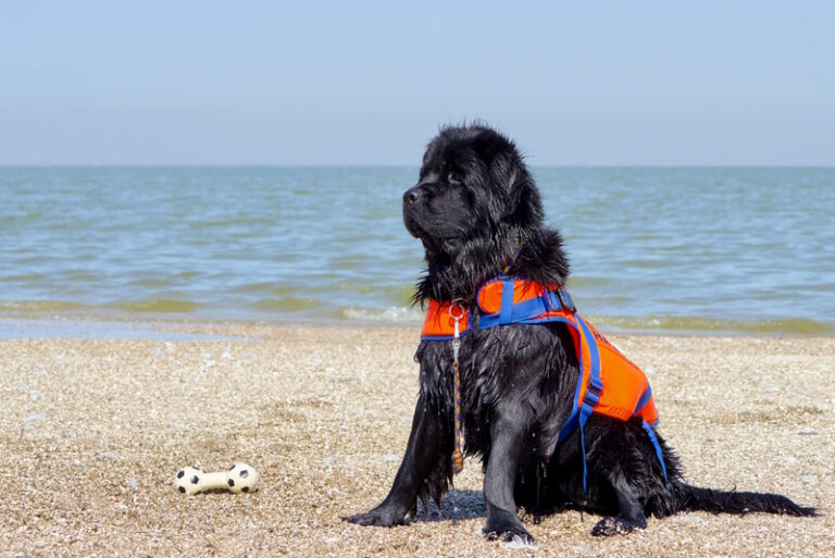 16 Newfoundland Dog Mixes (With Pictures) | Hepper Pet Resources