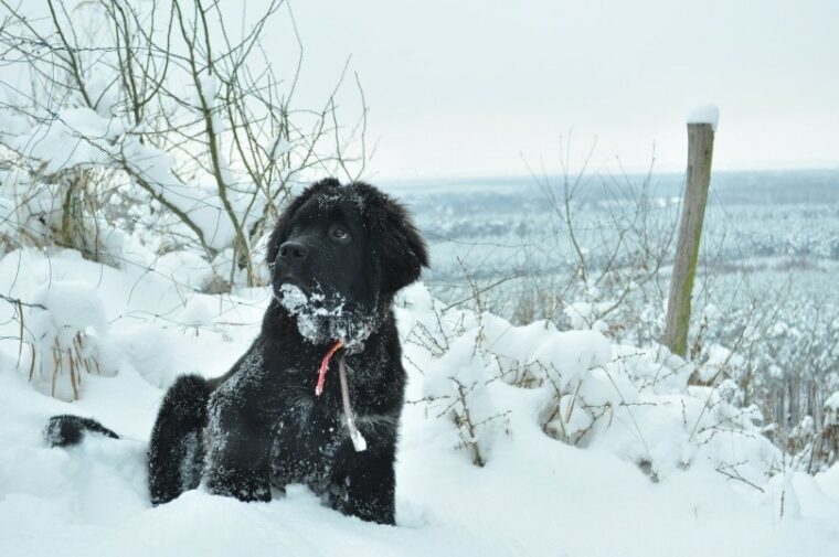 Why Does My Dog Want To Stay Outside in the Cold? 4 Vet-Verified ...