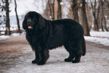 How Big Do Newfoundland Dogs Get? Average Weight & Growth Chart ...