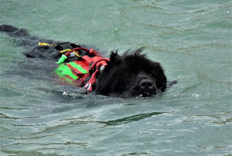 Do All Dogs Have Webbed Feet? Vet-Reviewed Canine Facts & FAQ | Hepper ...