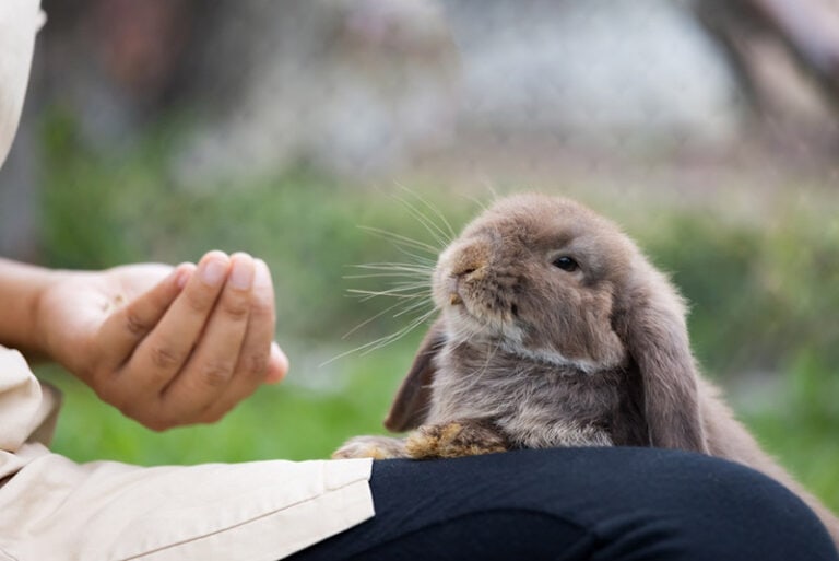 How To Train a Rabbit: 6 Expert Tips & Tricks | Hepper Pet Resources