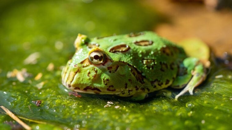 20 Fascinating Pacman Frog Facts for Amphibian Lovers (Vet Verified ...