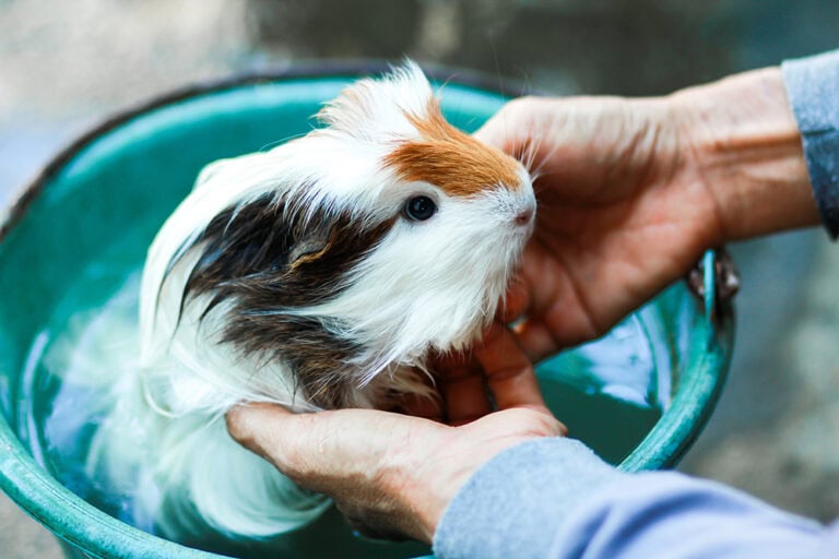 How to Bathe Guinea Pigs: 14 Vet Approved Essential Tips | Hepper Pet ... How to Bathe Guinea Pigs: 14 Vet Approved Essential Tips | Hepper Pet ...