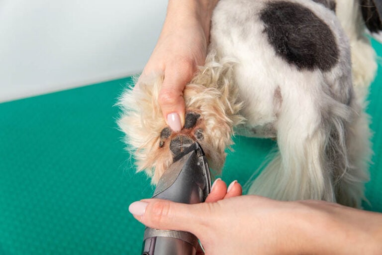 How to Remove a Splinter from a Dog Paw: 8 Expert Tips & Infographic ...