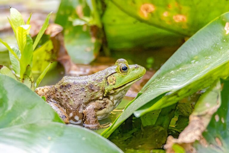 18 Types of Pet Frogs (With Info & Pictures) | Hepper Pet Resources