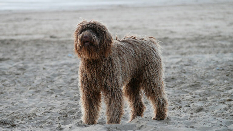 20 Water Dog Breeds That Like to Swim (With Info & Pictures) | Hepper ...