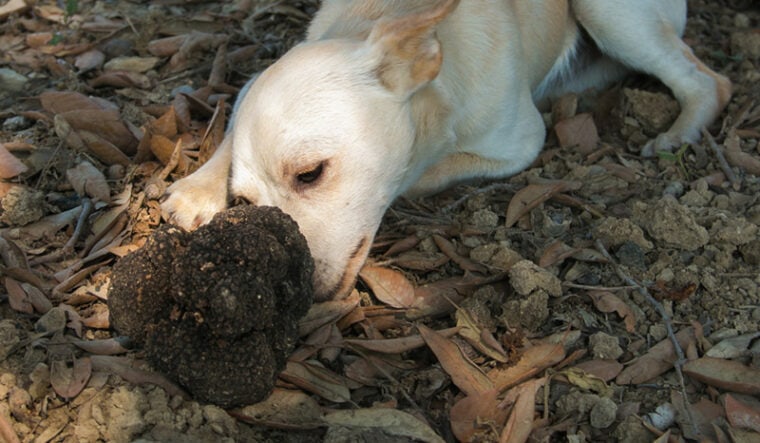 How Do Truffle Hunting Dogs Work? Training & Breeds | Hepper Pet Resources