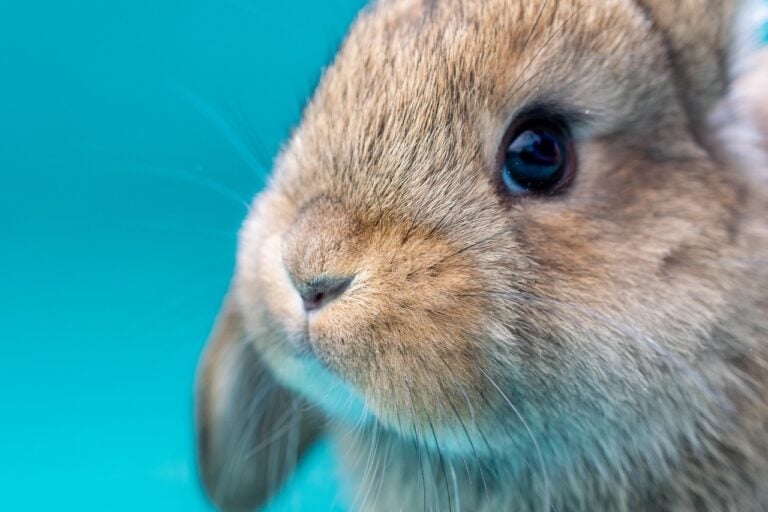 Why Is My Rabbit Pulling Their Fur Out? 8 Vet-Reviewed Reasons | Hepper ...