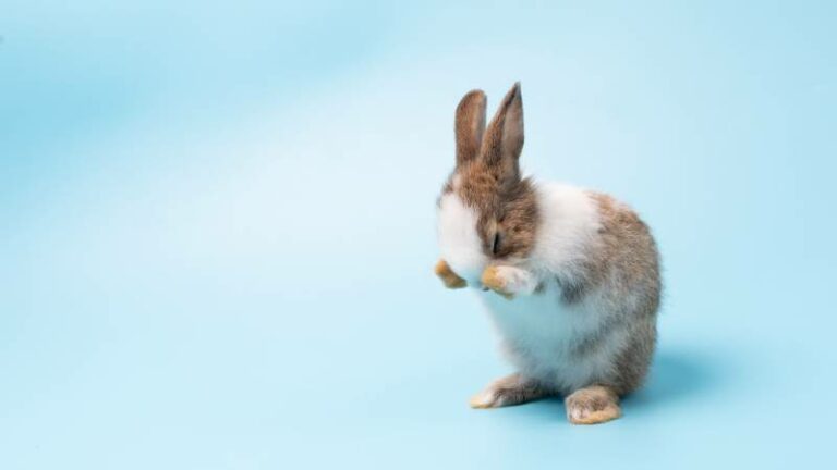 Why Is My Rabbit Pulling Their Fur Out? 8 Vet-Reviewed Reasons | Hepper ...