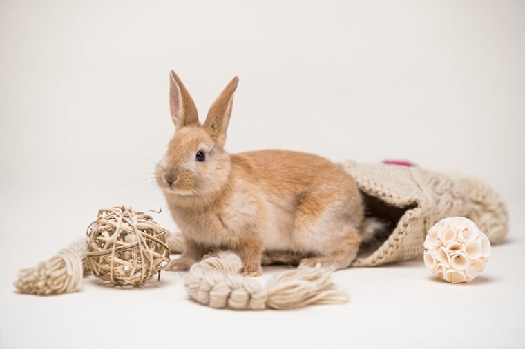 How To Train a Rabbit: 6 Expert Tips & Tricks | Hepper Pet Resources
