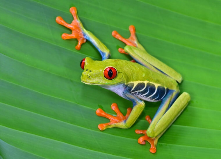 Red-Eyed Tree Frog: Lifespan, Diet, Pictures & Care Guide | Hepper Pet ...
