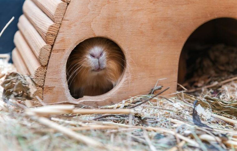 13 DIY Guinea Pig Hideout Ideas (With Pictures) | Hepper Pet Resources