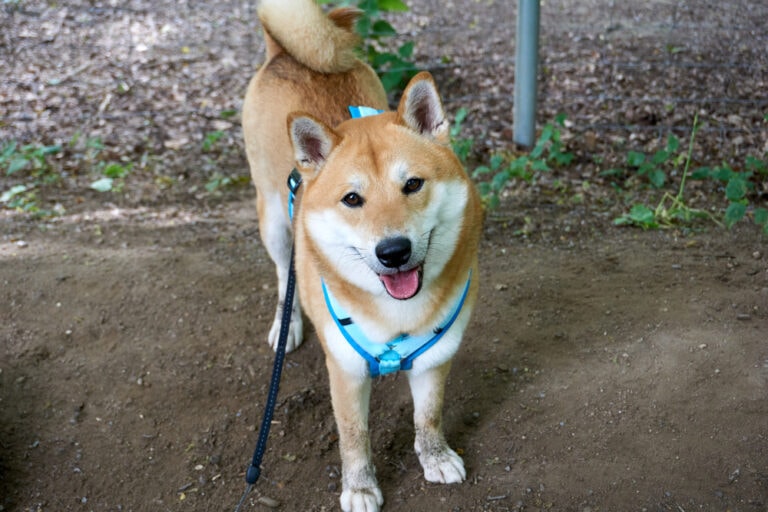 Sesame Shiba Inu: Info, Pictures, Characteristics & History | Hepper ...