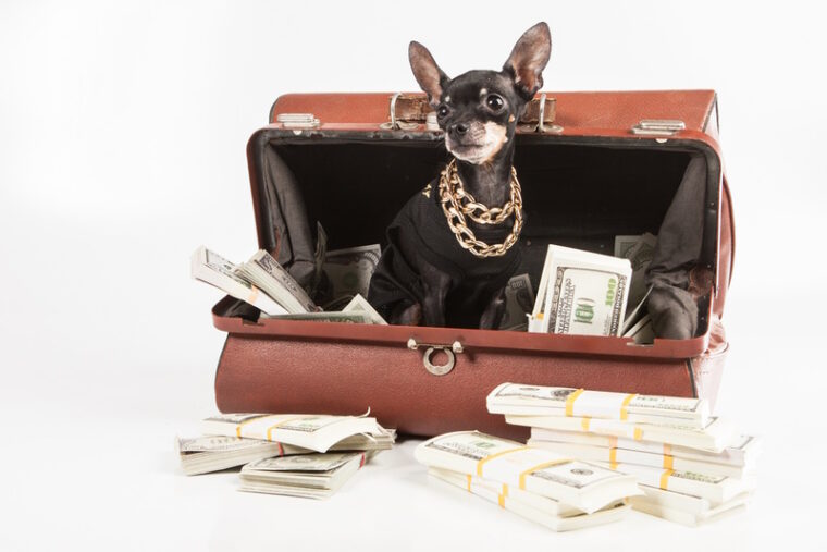 14 Richest Pets in the World (With Pictures) | Hepper Pet Resources