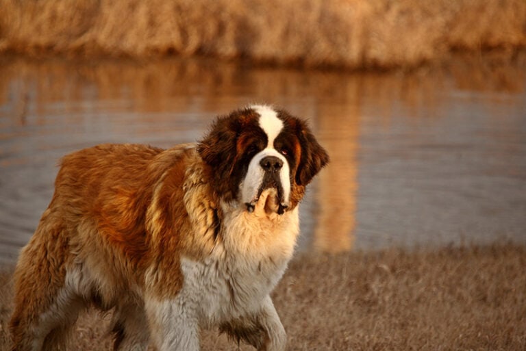 7 St. Bernard Colors (With Pictures & Breed Info) | Hepper Pet Resources