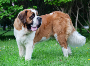 7 St. Bernard Colors (With Pictures & Breed Info) | Hepper Pet Resources
