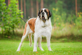 7 St. Bernard Colors (With Pictures & Breed Info) | Hepper Pet Resources