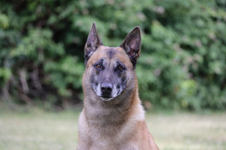 12 Police Dog Breeds: Info, Pictures, Facts & History | Hepper Pet ...