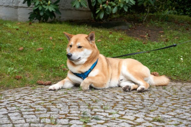 Sesame Shiba Inu: Info, Pictures, Characteristics & History | Hepper ...