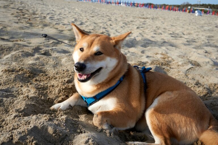 6 Japanese Dog Breeds Native to the Islands (With Info & Pictures ...
