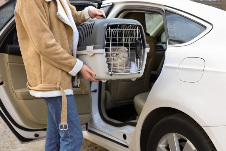 How Long Can a Cat Stay in a Crate? Vet-Approved Advice | Hepper Pet ...