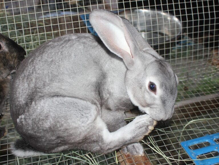 How Long Do Dwarf Rabbits Live as Pets? Vet Reviewed Lifespan, Data ...