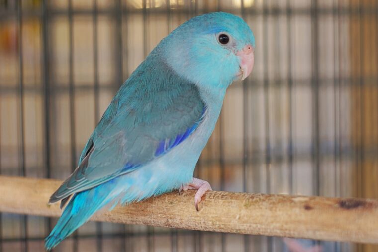 10 Blue Pet Birds & Parrot Species You Can Bring Home (With Info ...