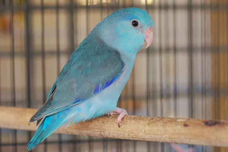 10 Blue Pet Birds & Parrot Species You Can Bring Home (With Info ...
