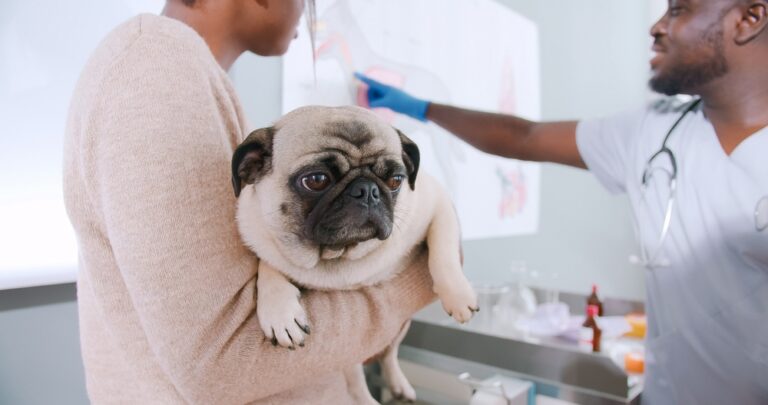 Encephalitis in Pugs: Causes, Signs, Care & FAQ (Vet Answer) | Hepper ...