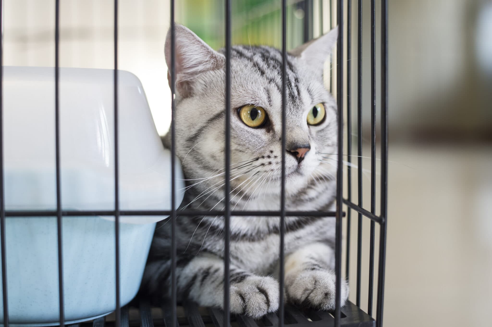 Can You Crate a Cat at Night? Vet-Reviewed Facts & Safety Tips | Hepper ...