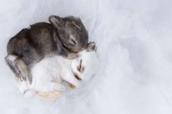 When Do Baby Rabbits Open Their Eyes? Vet-Approved Ocular Anatomy Guide ...