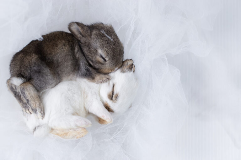 When Do Baby Rabbits Open Their Eyes? Vet-Approved Ocular Anatomy Guide ...