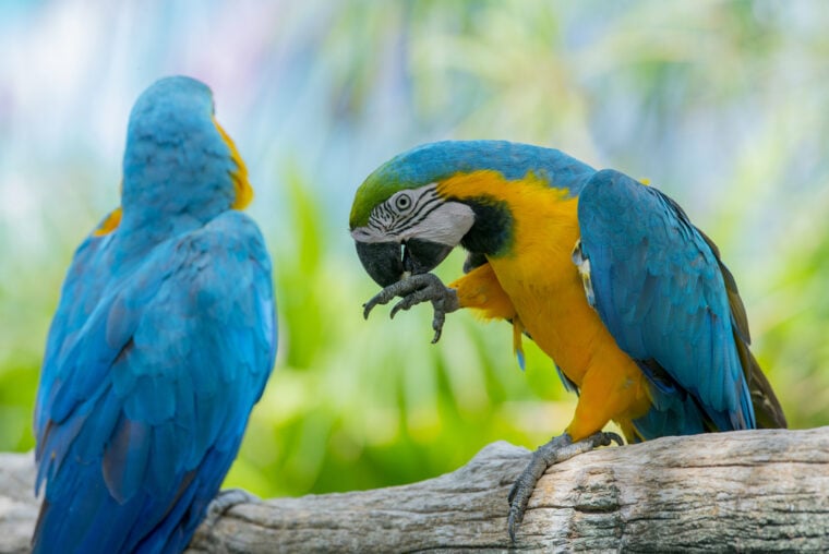 10 Blue Pet Birds & Parrot Species You Can Bring Home (With Info ...