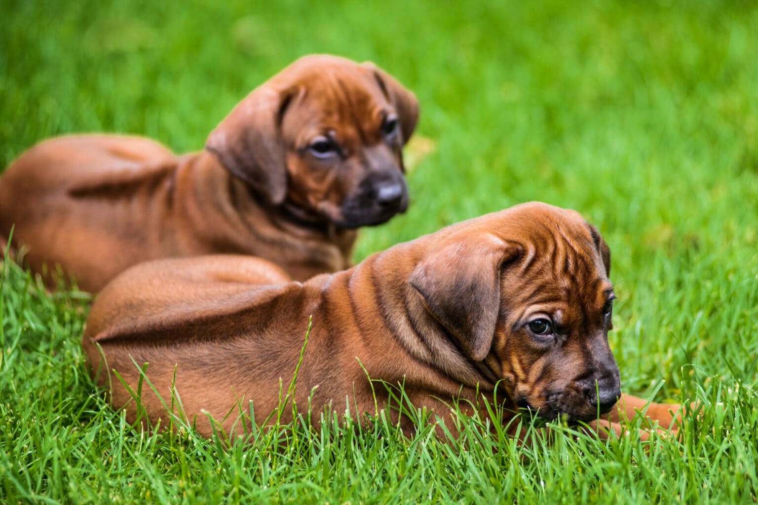 Dermoid Sinus in Rhodesian Ridgebacks: Vet-Verified Signs & Facts ...