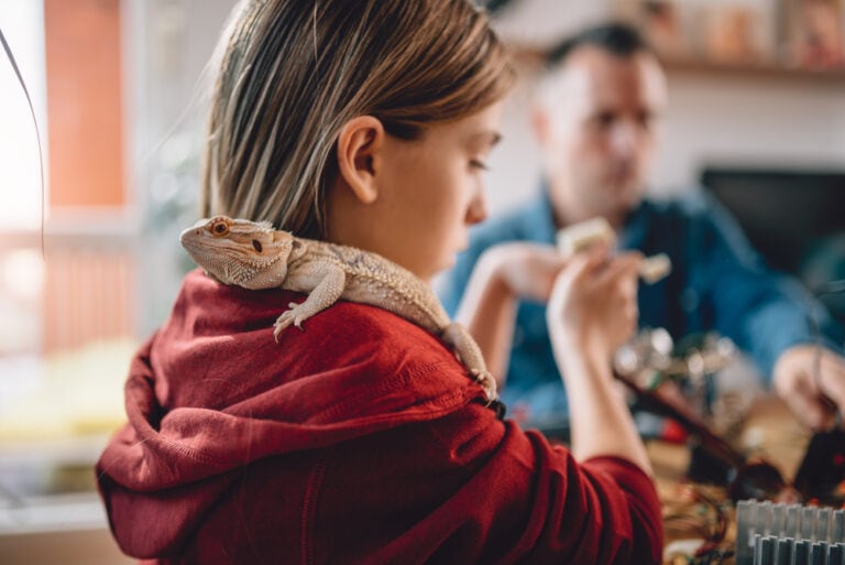 How to Train Bearded Dragons: 6 Vet Approved Steps | Hepper Pet Resources