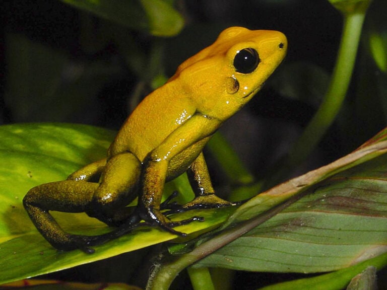 11 Interesting Tree Frog Facts: Vet-Verified Info With Pictures ...