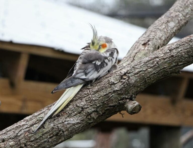 How Do Cockatiels Sleep? Our Vet Answers & Explains Resting Positions ...