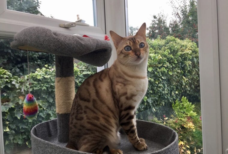 14 Bengal Cat Colors & Patterns (With Info & Pictures) | Hepper Pet ...