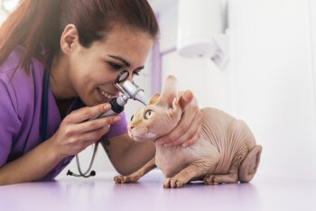 Cat Ears Drooping: Causes, Signs & Treatment (Vet Answer) | Hepper Pet ...