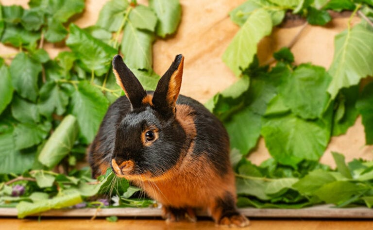 Tan Rabbit: Care, Temperament, Habitat & Traits (With Pictures ...
