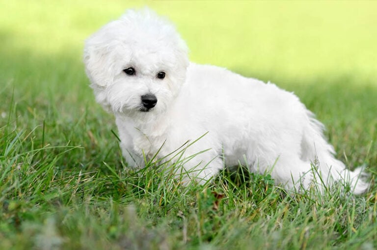 Maltese vs Bichon Frise: Key Differences (With Pictures) | Hepper Pet ...