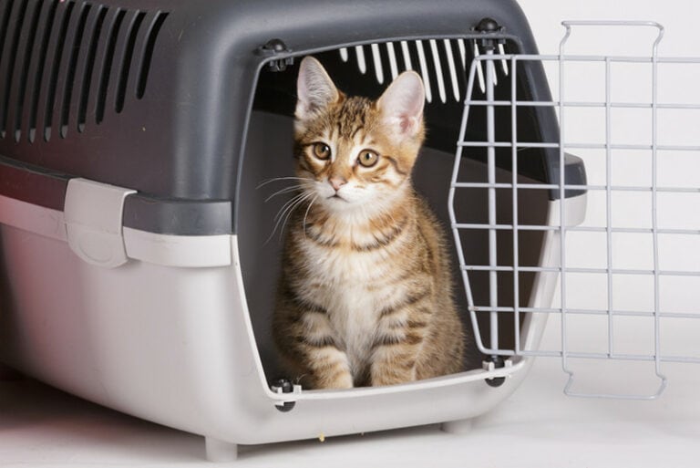 How to Make Moving Houses With a Cat Easy: 11 Vet-Approved Tips for a ...