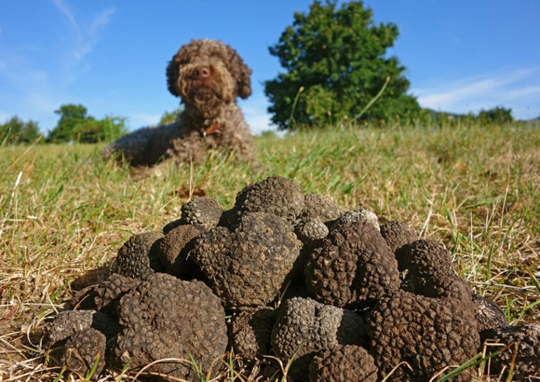 How Do Truffle Hunting Dogs Work? Training & Breeds | Hepper Pet Resources