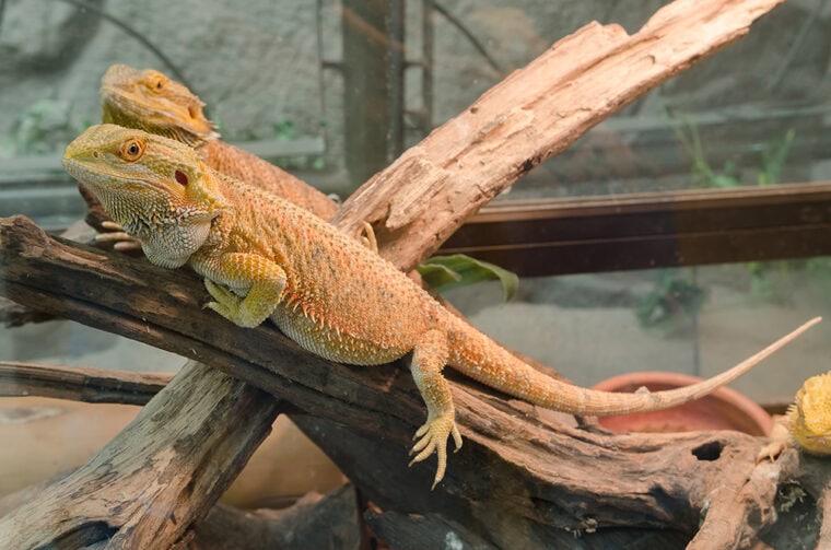 How Big Do Bearded Dragons Get? Average Weight & Growth Chart | Hepper ...