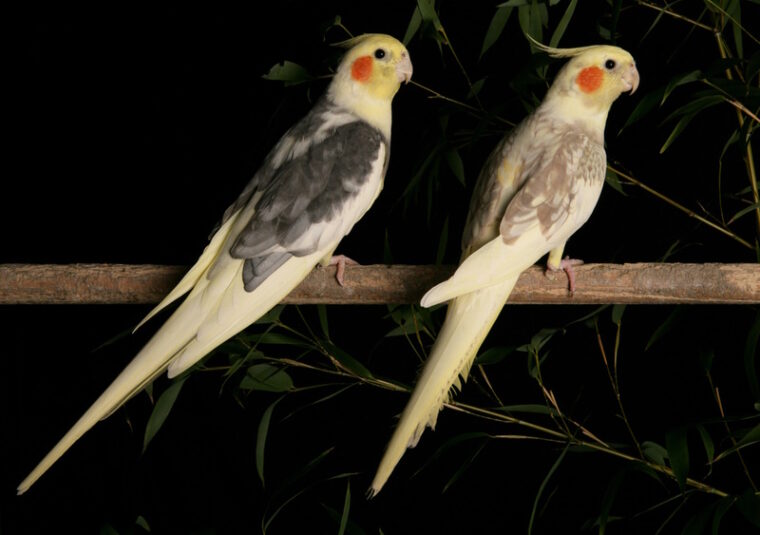 Pied Cockatiel: Info, Pictures, Origin & History | Hepper Pet Resources
