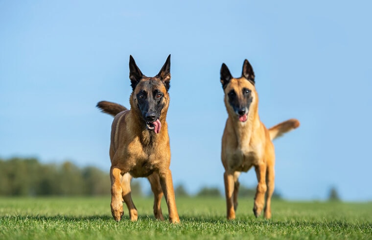 How Long Do Belgian Malinois Live? Average Lifespan, Data & Care ...