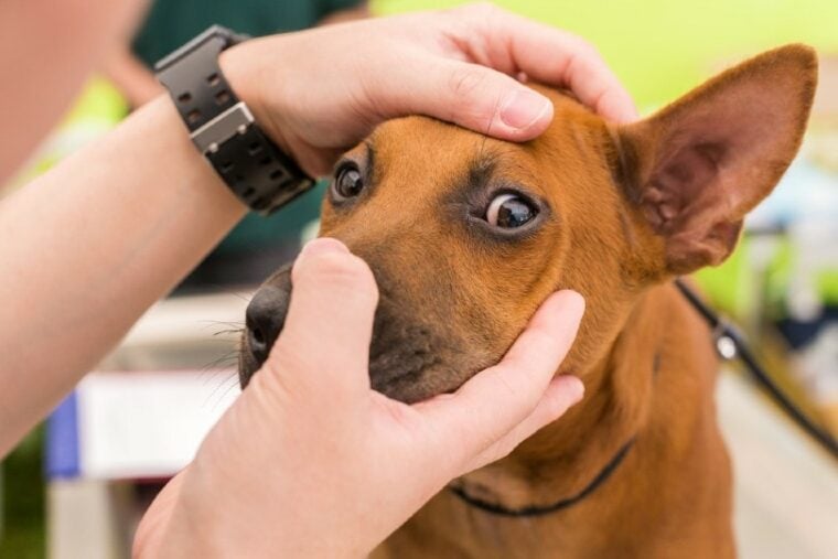 My Dog Has Something in Their Eye: Here's What to Do | Hepper Pet Resources