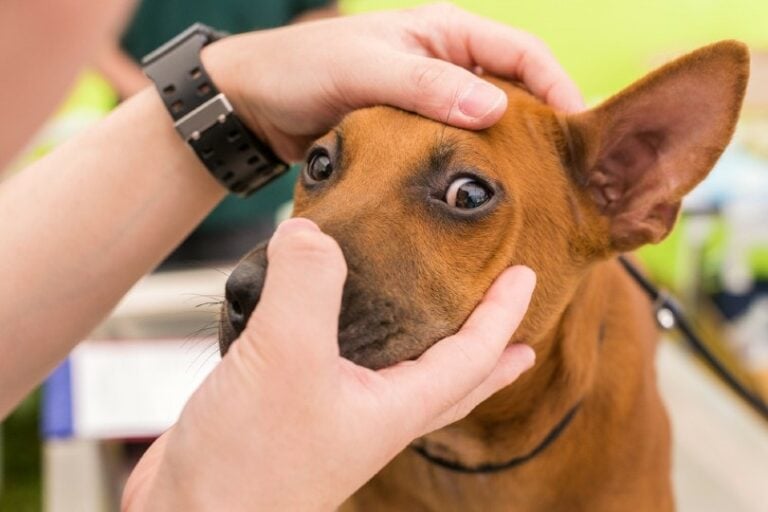 Why Are My Dog's Eyes Red & Bloodshot? Our Vet Discusses Causes ...